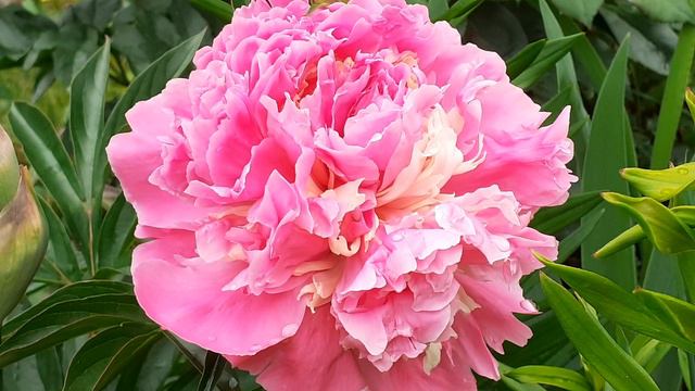 пион СОРБЕТ