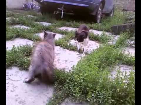 Коты решили побеседовать