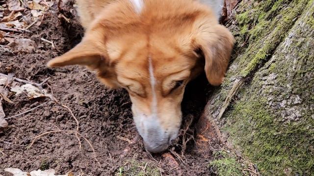 Первые грибы весной 2024 года в Подмосковье