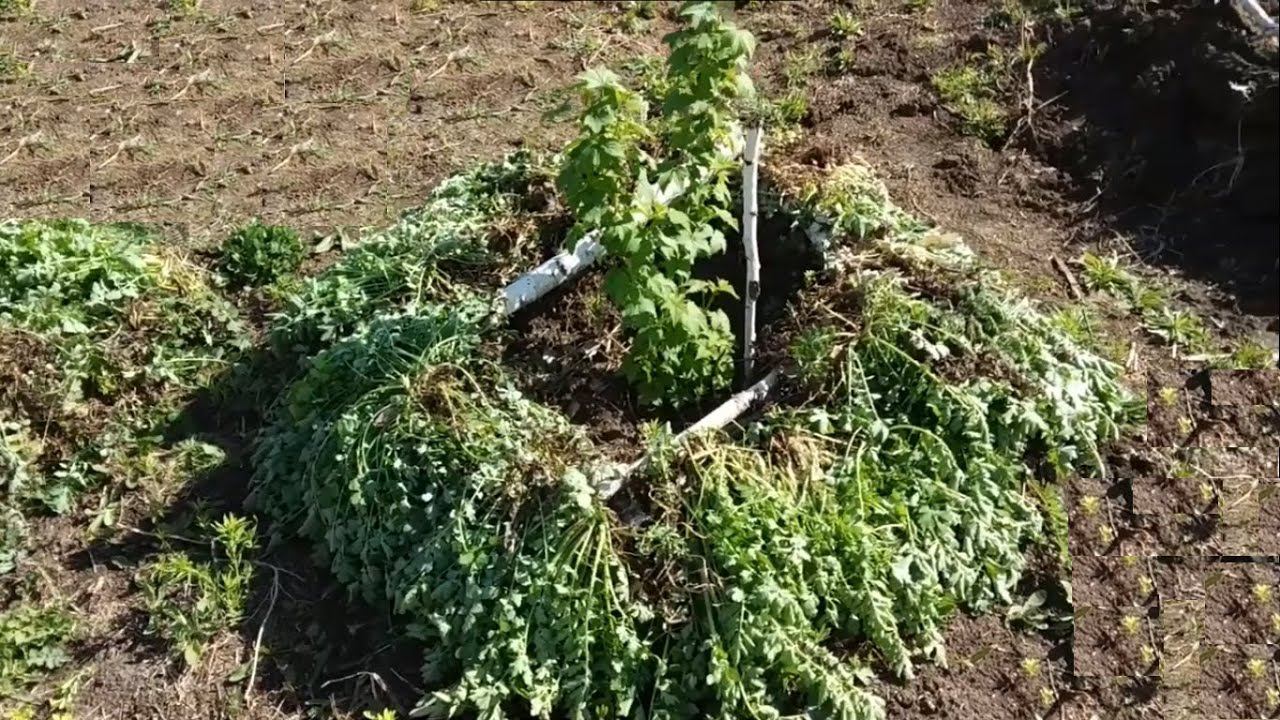 БОРЬБА С СОРНЯКАМИ, МОИ МУЧЕНИЯ СТОЛЬКО ЛЕТ 😭 (архив 2019 год)