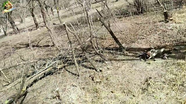 Проблема всех дачников!