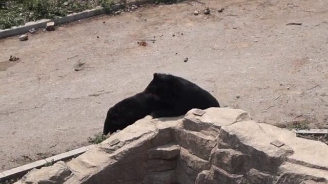 Драка гималайских медведей в зоопарке Далянь.mp4