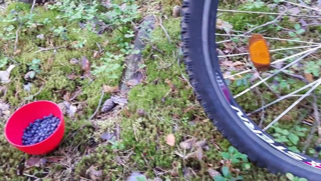 Сбор черники