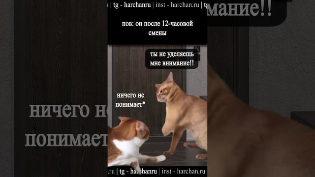 Любовь это... #harchan