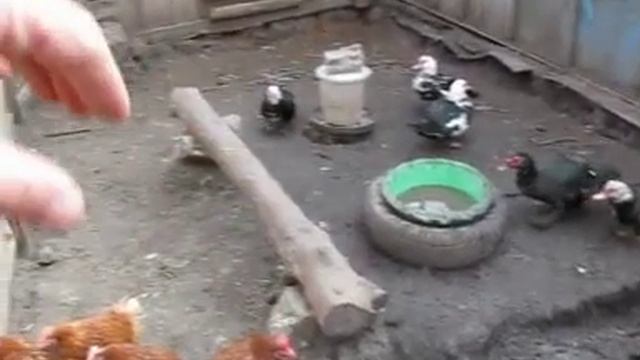 Пополнение в нашем хозяйстве и гнёзда для Московских уток из подручного материала на скорую руку