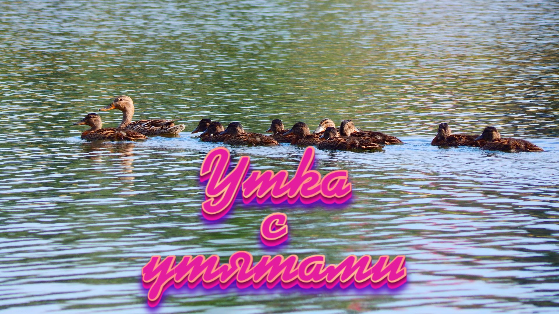 Утка с утятами Duck with ducklings