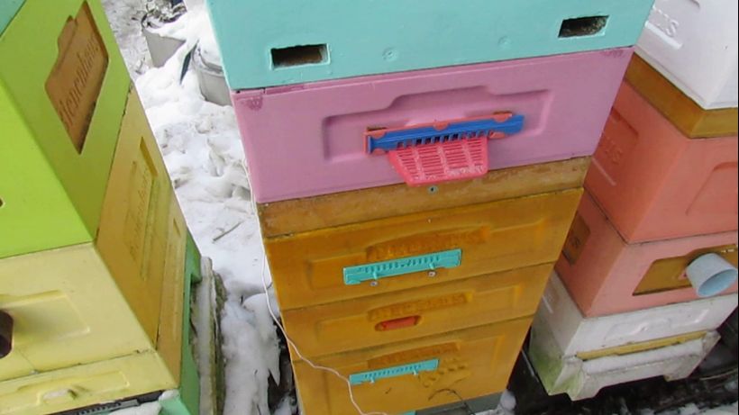 что заказать в январе по акции для улья ППУ Медведь