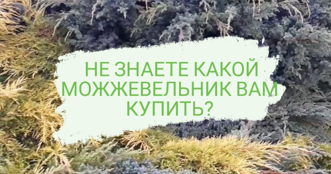 НЕ ЗНАЕТЕ КАКОЙ МОЖЖЕВЕЛЬНИК ВАМ КУПИТЬ? ЕСТЬ ПИТОМНИКИ В КОТОРЫХ ПРЕДСТАВЛЕНЫ ВЗРОСЛЫЕ ЭКЗЕМПЛЯРЫ.