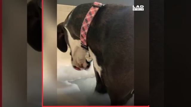 Дог смешнючий