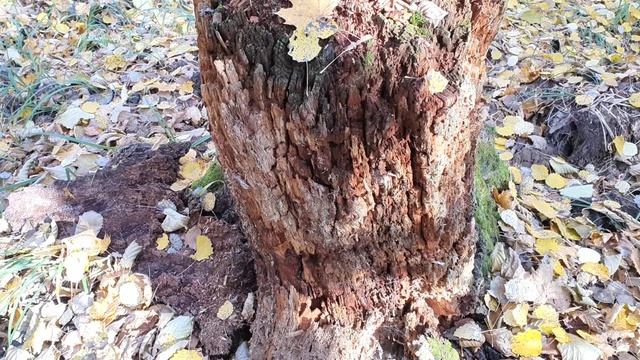 Опята,мухомор,плютей