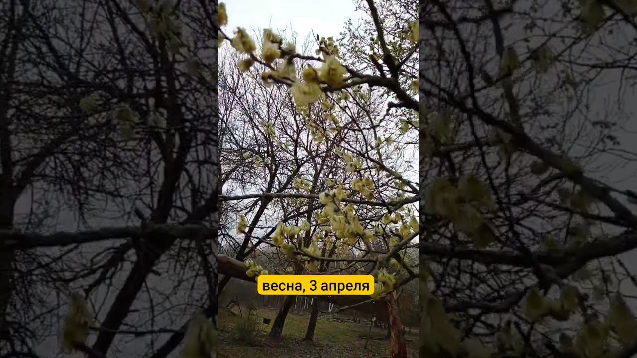 Первое цветение деревьев. 3 апреля. #дача #сад #деревья #весна