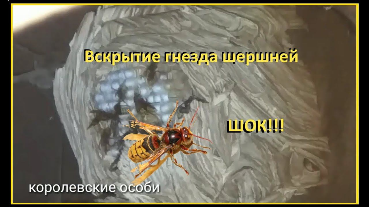 Шок! Вскрываем гнездо шершней. С живыми шершнями