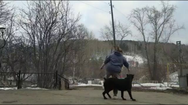 Кане-корсо Яша, послушка и начало апортировки