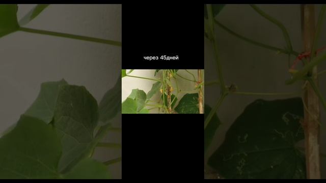 Огурцы в мешках