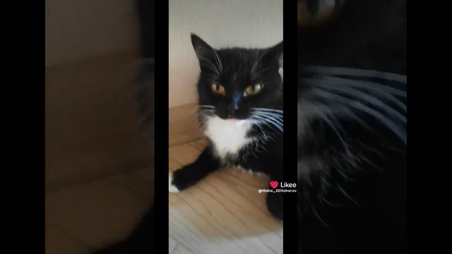 Жизнь Кексика😸7 часть