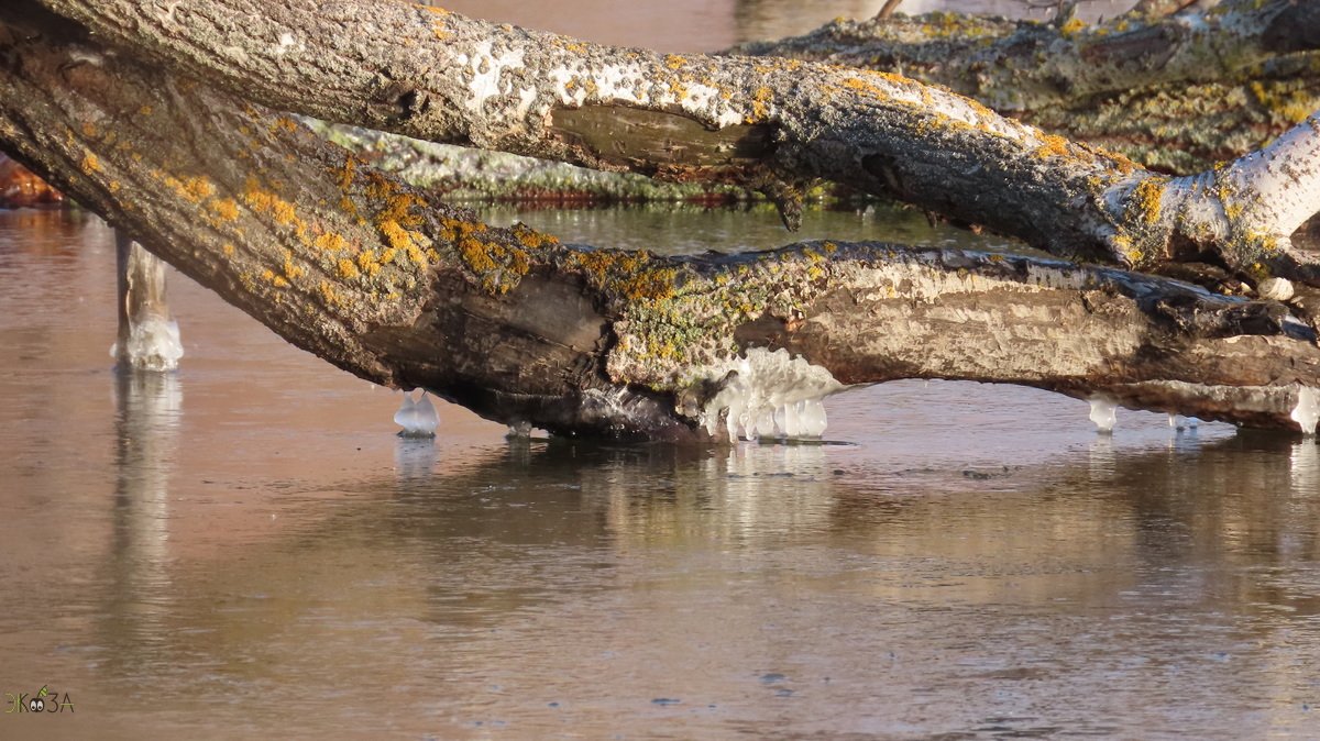 Льдинки и огоньки ноября, лунь полевой и дятел сирийский