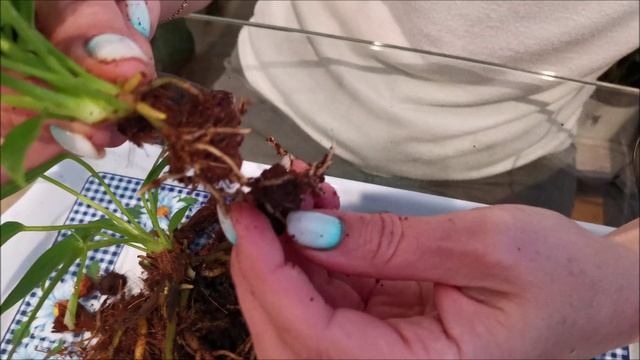 Отделяем деток, выращенных на пеньке антуриума