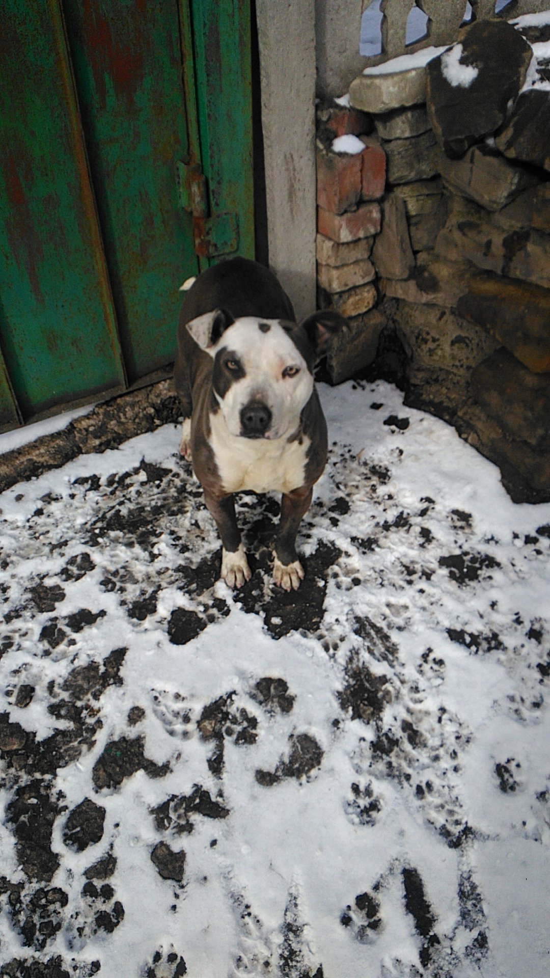 Щенок Амстаффа очень хочет гулять
 #сезонконтентаRUTUBE