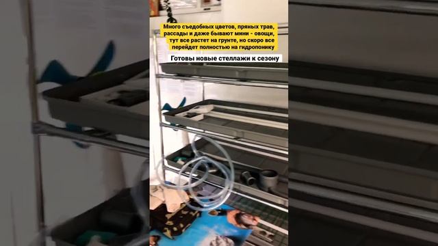 Ситиферма Микрозелени