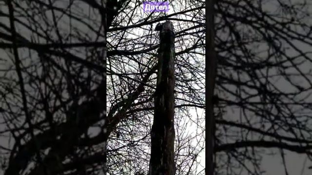 Дятел. Александра Миркушова