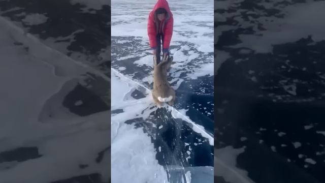 Косуля выбежала на лёд Байкала. Спасли)