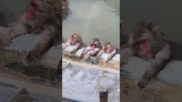 Макаки ждут Пиво ??? в джакузи ???
