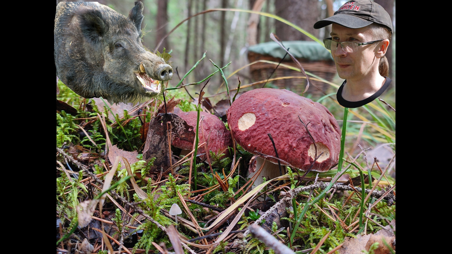 Сказ о том, как кабан учил меня грибы собирать. Часть 2. #грибы2022