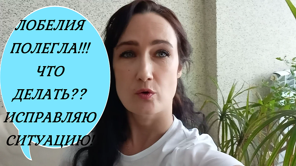 ЛОБЕЛИЯ ПОЛЕГЛА!ЧТО ДЕЛАТЬ?#ЛОБЕЛИЯ#густыевсходы#лобелиярассада#лобелиявыращиваниеизсемян#лобелияизс