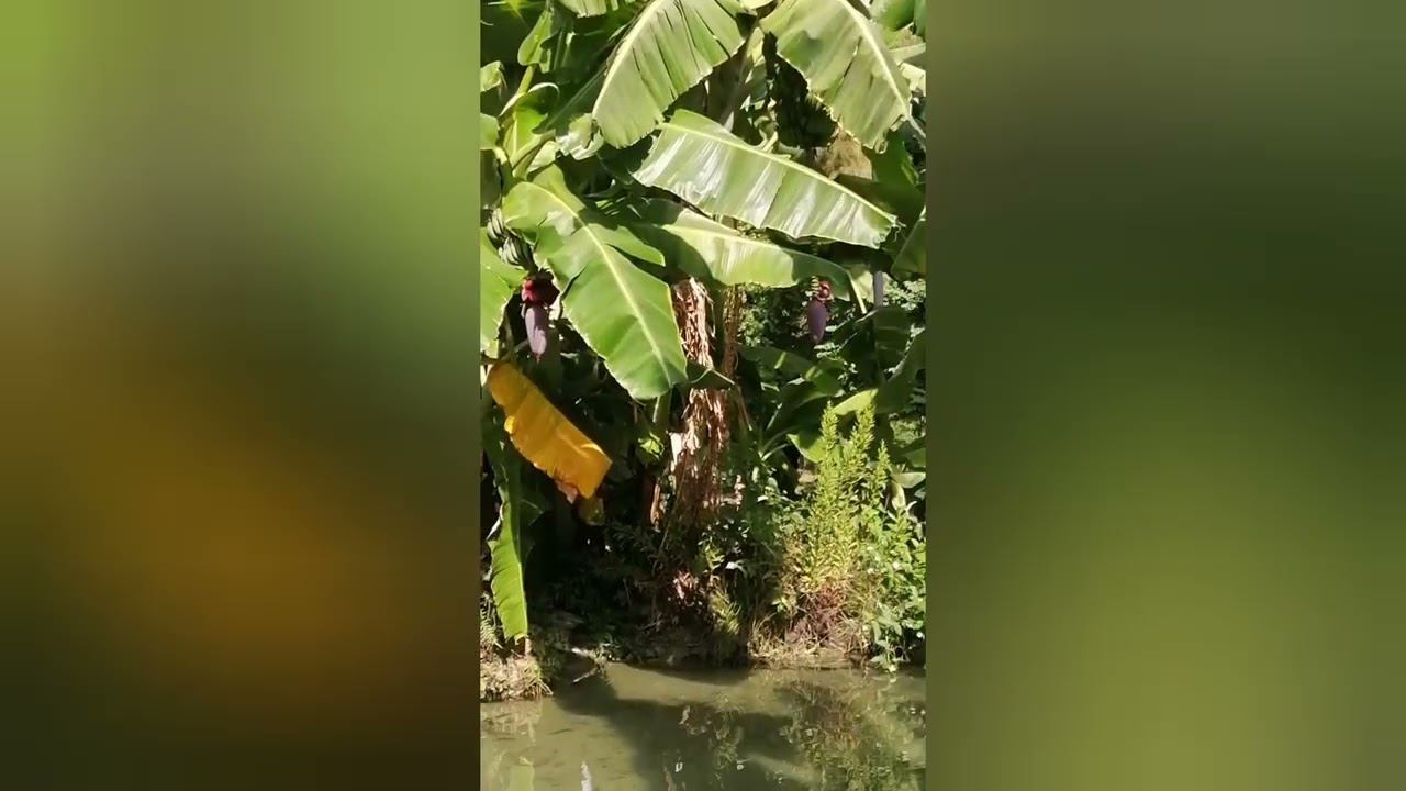 В парке черепах.