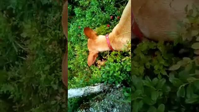 Брусника #ягоды