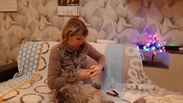 Мейн кун. Подстригли когти.