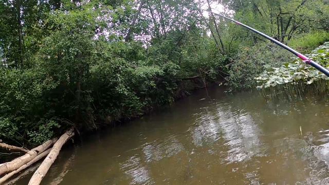 С тенкарой в июле.