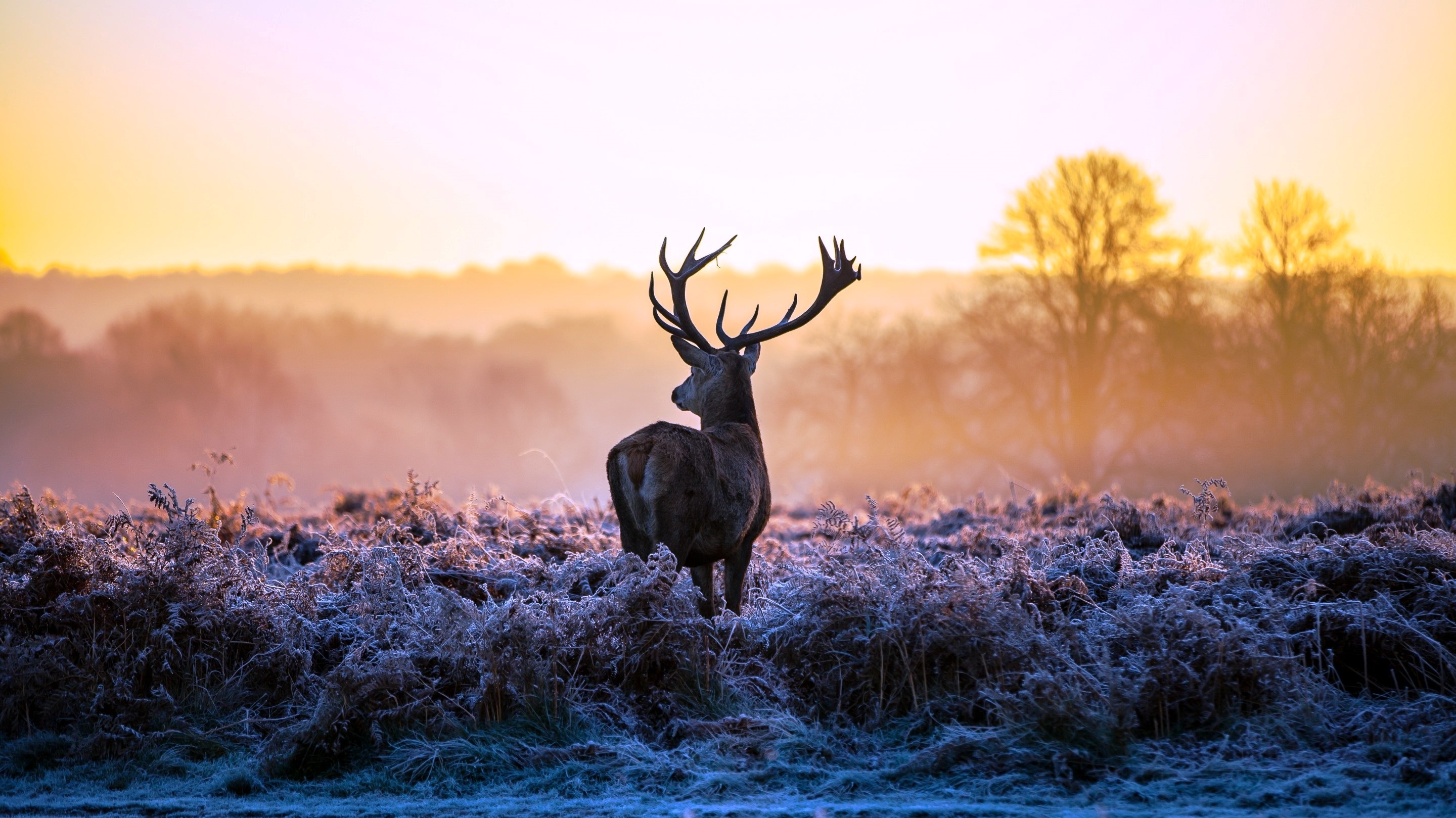 Э.Григ   Пер Гюнт 2. Смерть Озе.