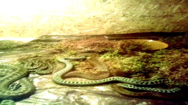 Самец гадюки ухаживает за самкой