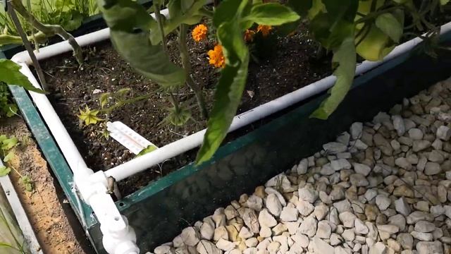 Итоги капельного полива