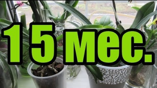 ???Орхидеи в воде спустя 15 месяца. Часть 13  Orchids in water after 15 months..mp4