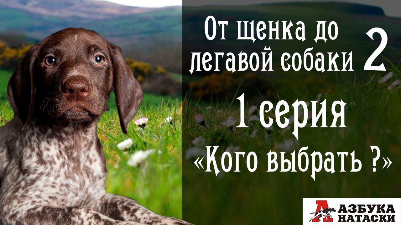 Какую породу выбрать для охоты на птицу?