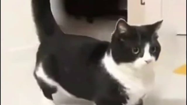 кот танцующий под бит ту ту ту