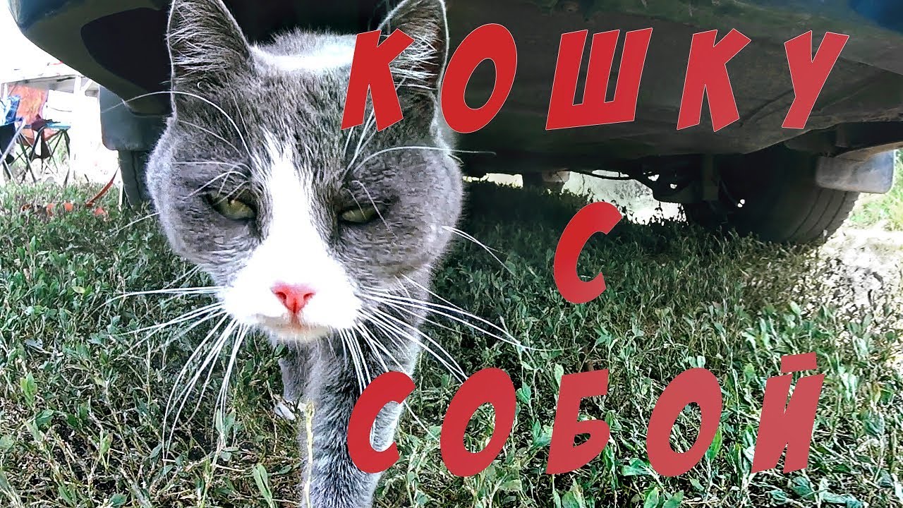 как ведёт себя кошка на рыбалке.