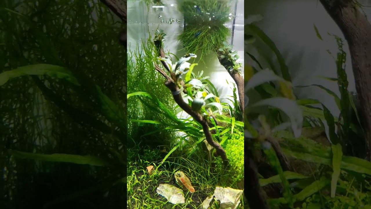 Тестим шоты.