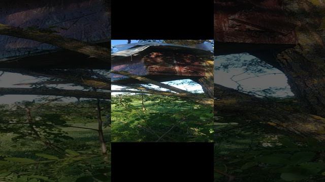 Рой пчел залетел в ловушку