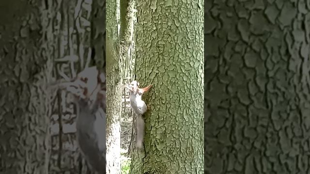 Очень голодная белка.