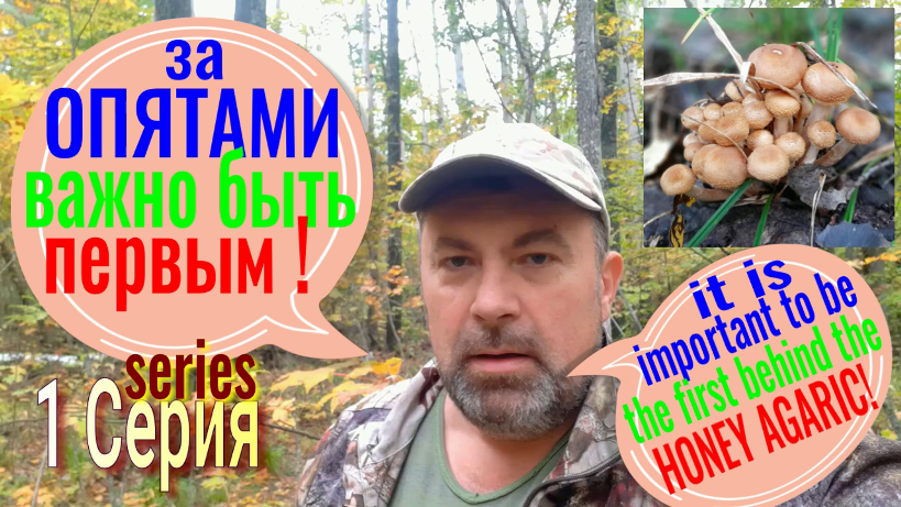 За ОПЯТАМИ важно быть Первым! Грибные Истории с Эдуардом 36. За Осенними Опятами... 1 серия