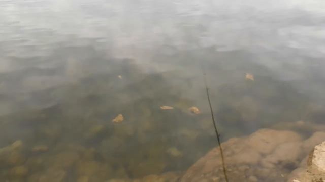 Что водится в Борнницком карьере, что можно поймать