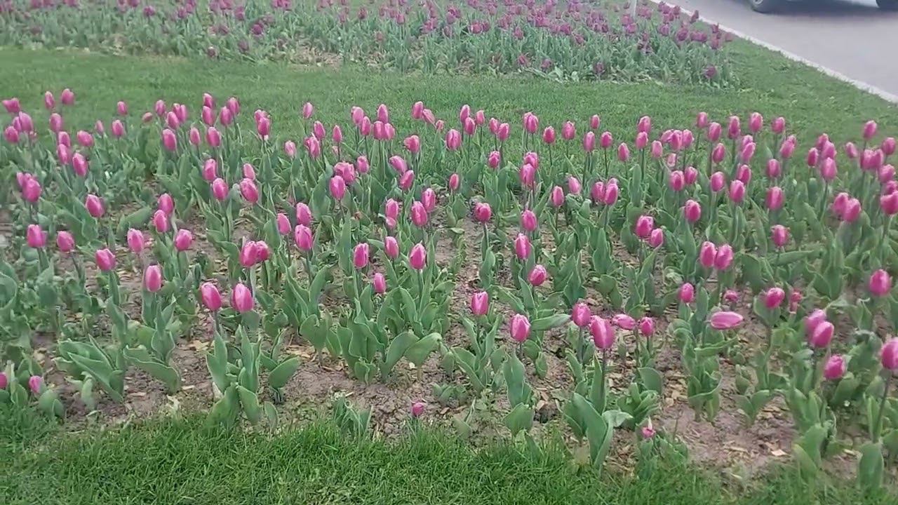 Тюльпаны в Ново-Переделкино (16.05.22)