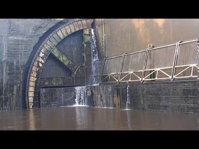 Ворона ловит и ест застрявшую в шлюзе рыбу