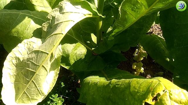 Уборка табака сорт Вирджиния Ширей.