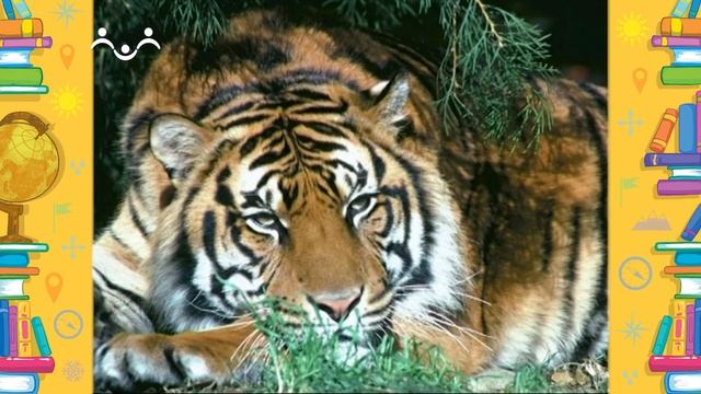 Школа Шишкиного Леса. География. Животный мир тайги