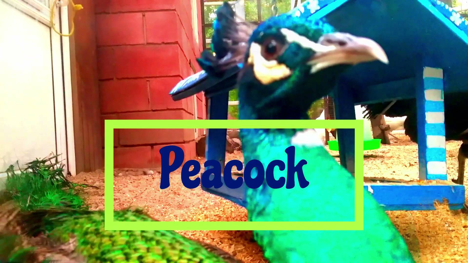 Peacock