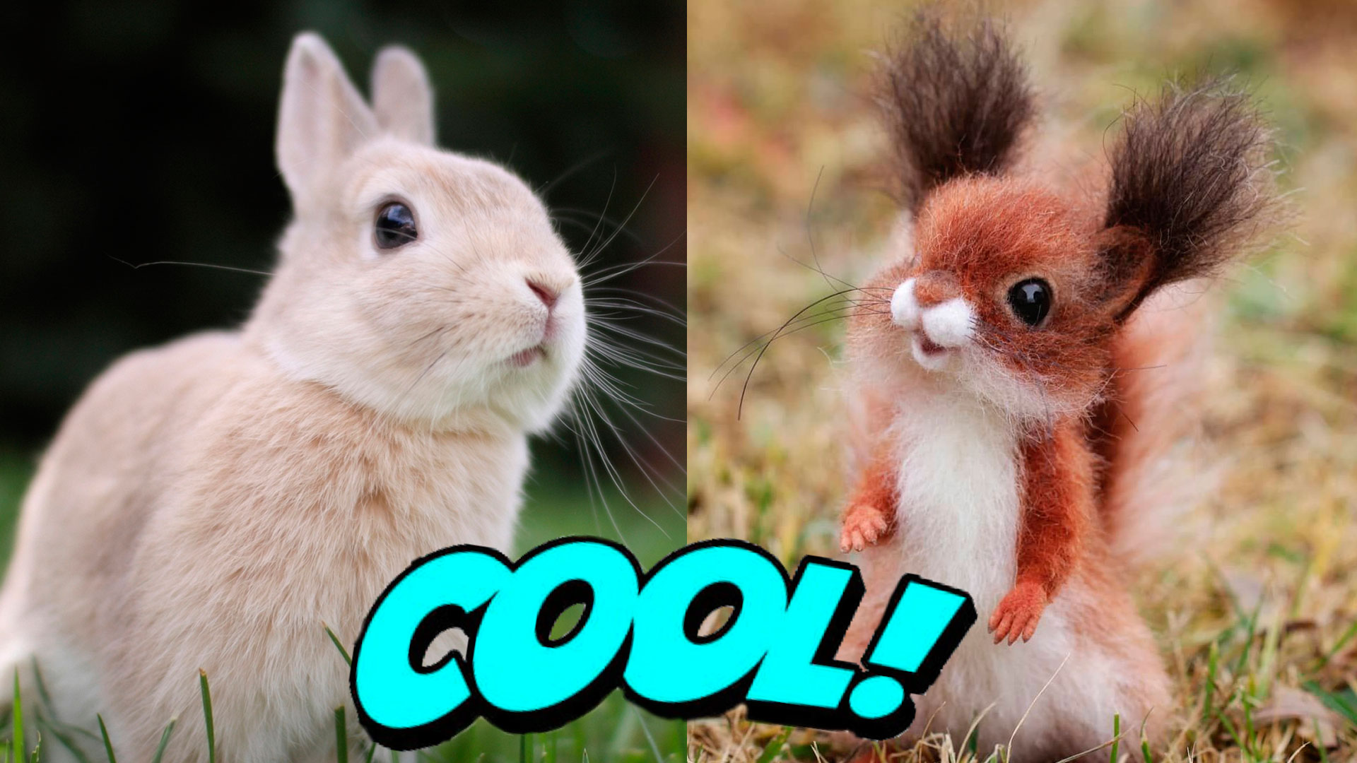 Подборка МИЛЫЕ ЖИВОТНЫЕ кошки и собаки #6.mp4